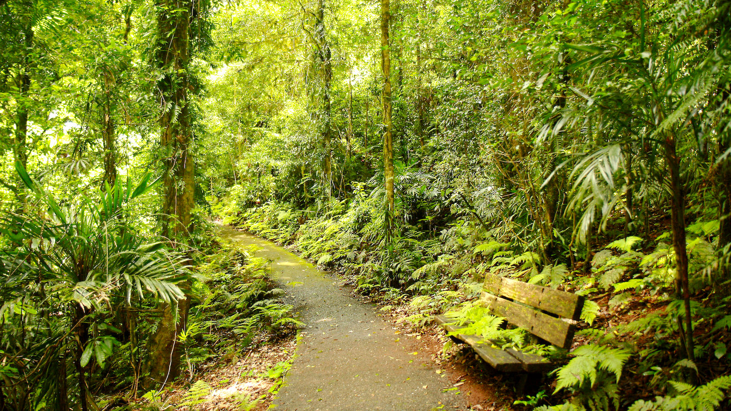 Bellingen | Dorrigo National Park